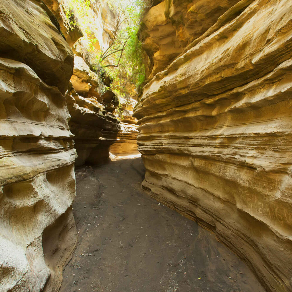 Nairobi National Park – NATURE OBJECTIVES SAFARIS