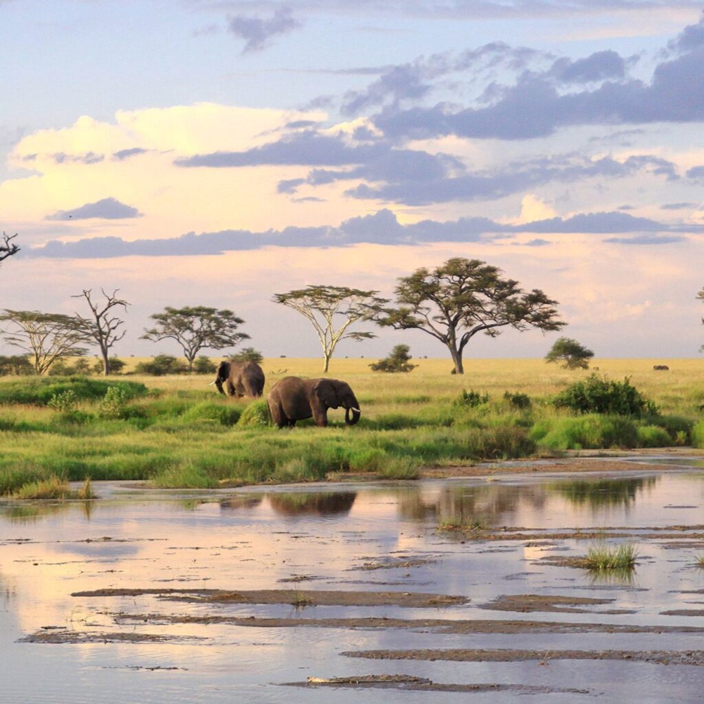 NATURE OBJECTIVES SAFARIS – Safaris in Kenya, Kenya Safaris, Kenya ...